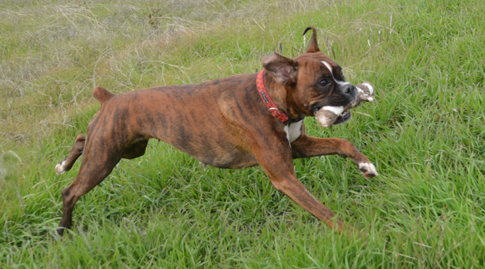 CARDA – California Rescue Dog Association