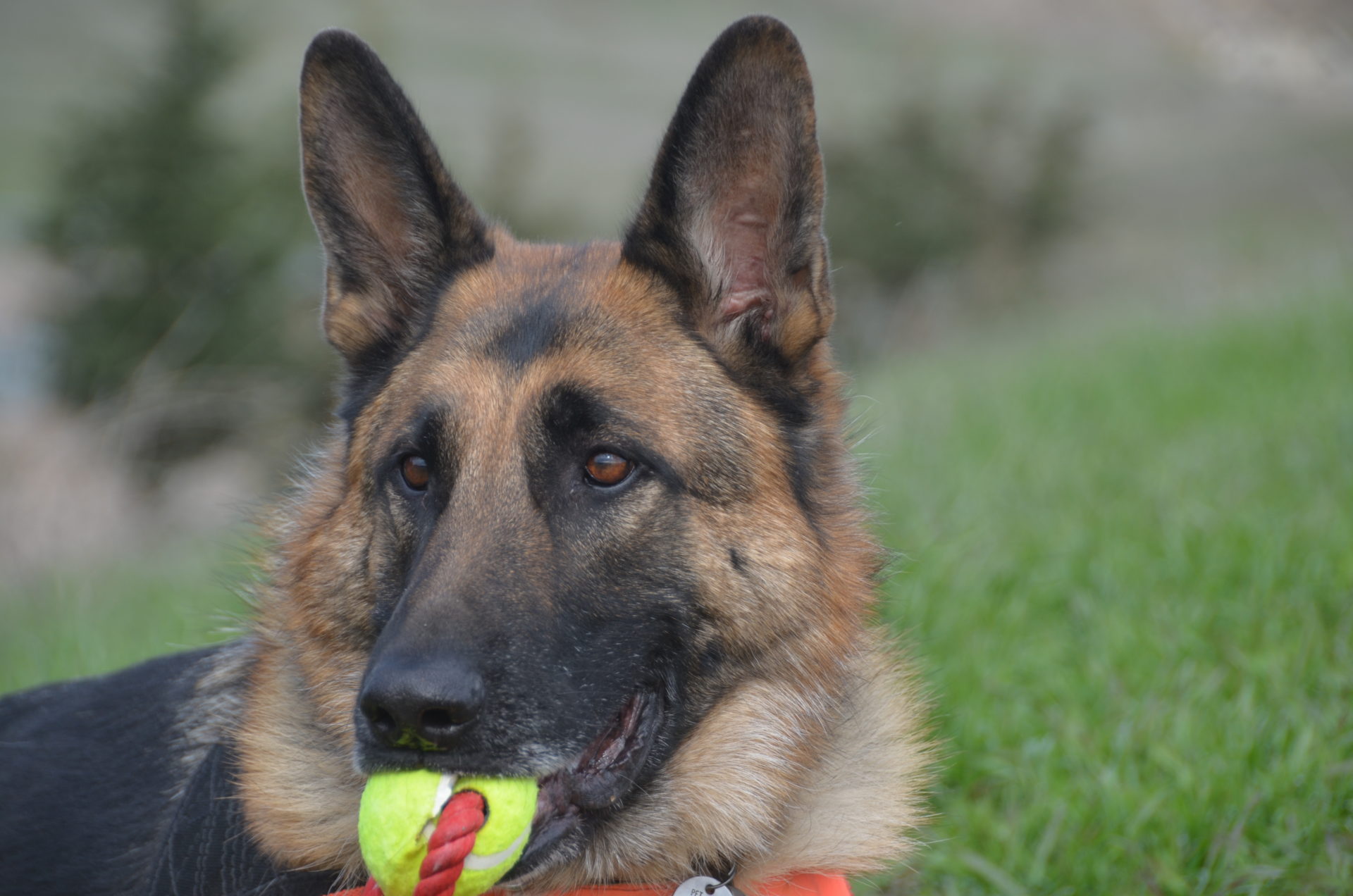 Frequently Asked Questions (FAQ) – CARDA