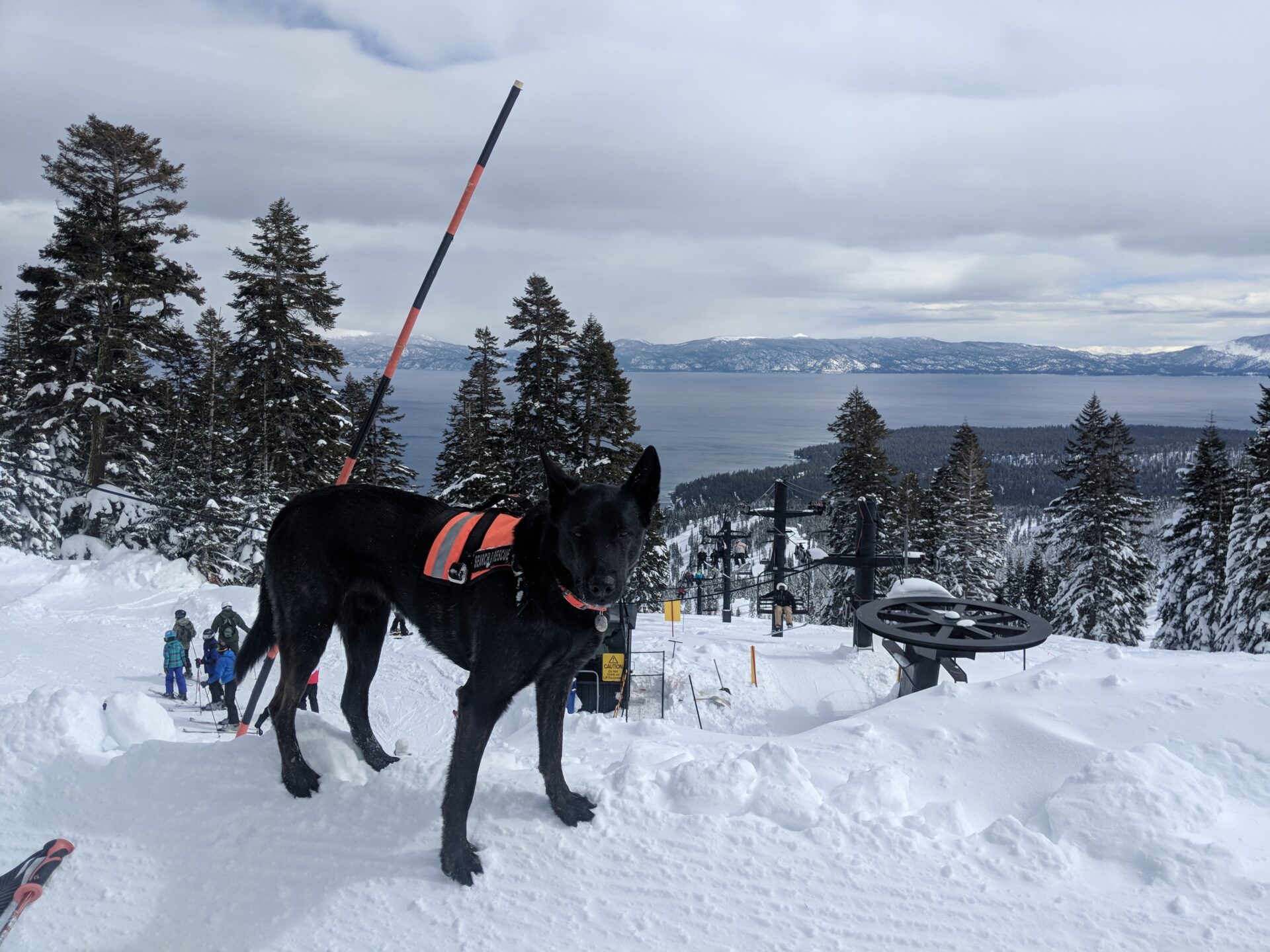 CARDA – California Rescue Dog Association