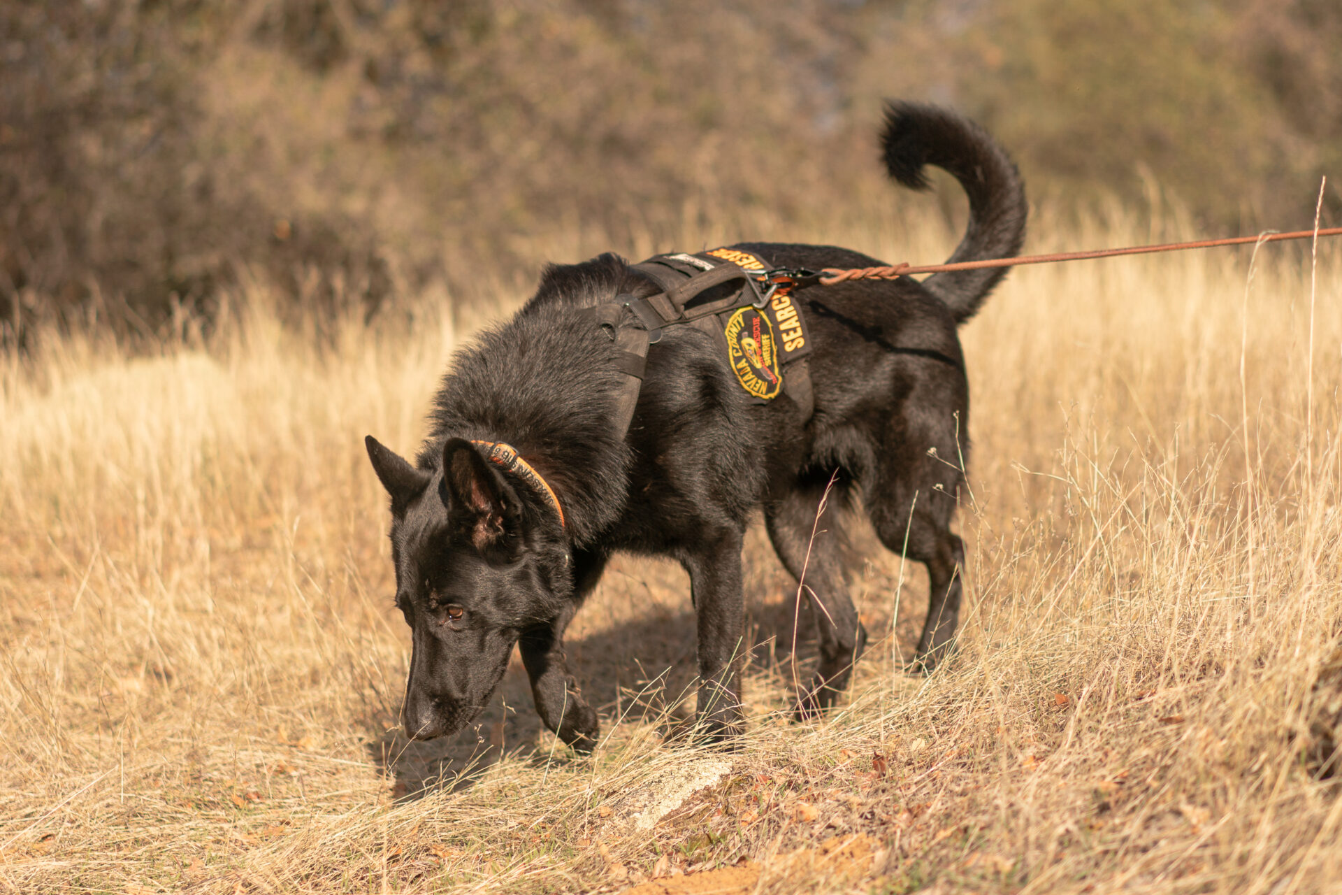 Certification News: “Jaxson” and Monica Reeves – CARDA