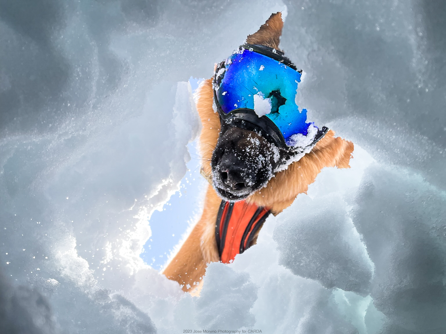 Certification News: “Griffin” and Ken Volz – CARDA