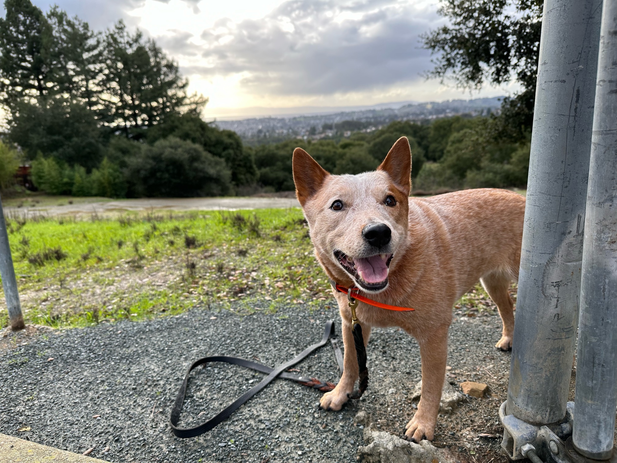 Certification News: “Scarlett” and Eric Sheets – CARDA